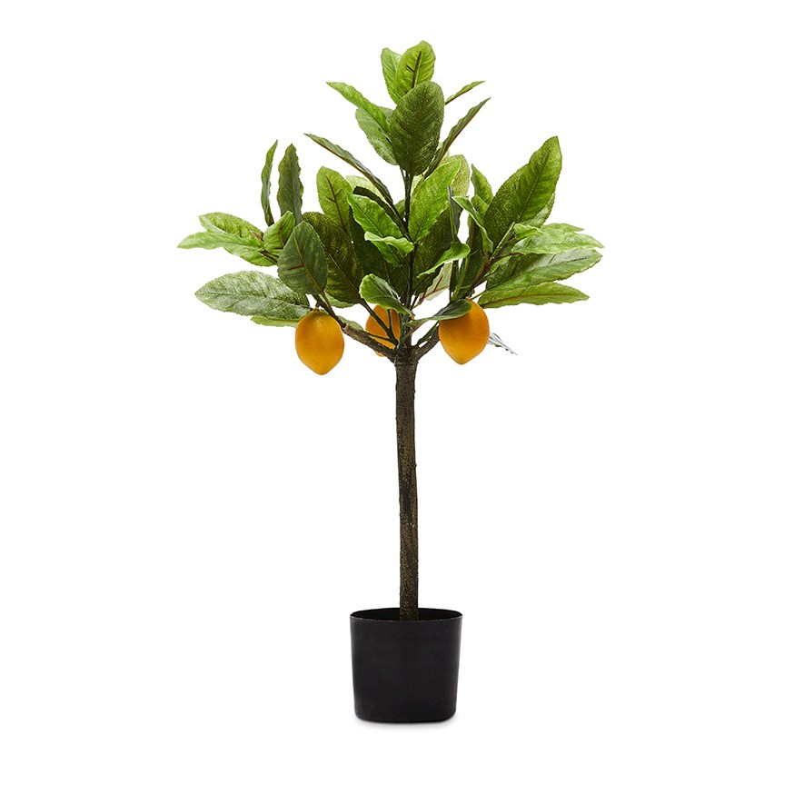 Home Republic - Mediterranean Garden Lemon Tree | Adairs