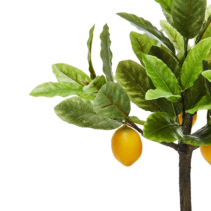 Home Republic - Mediterranean Garden Lemon Tree | Adairs