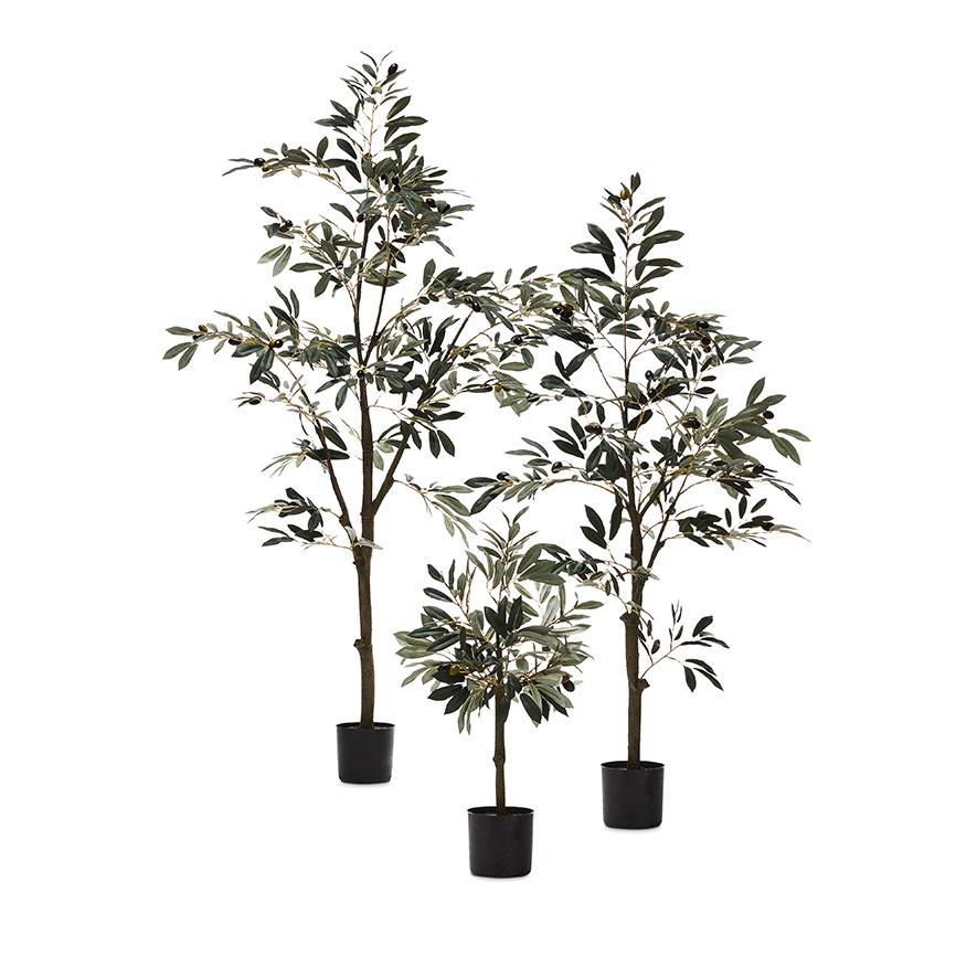 Home Republic - Mediterranean Garden Medium Olive Tree | Adairs