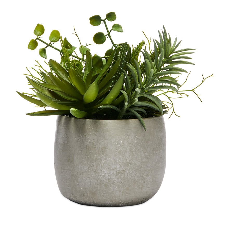Isu Succulent Garden Spikey | Adairs