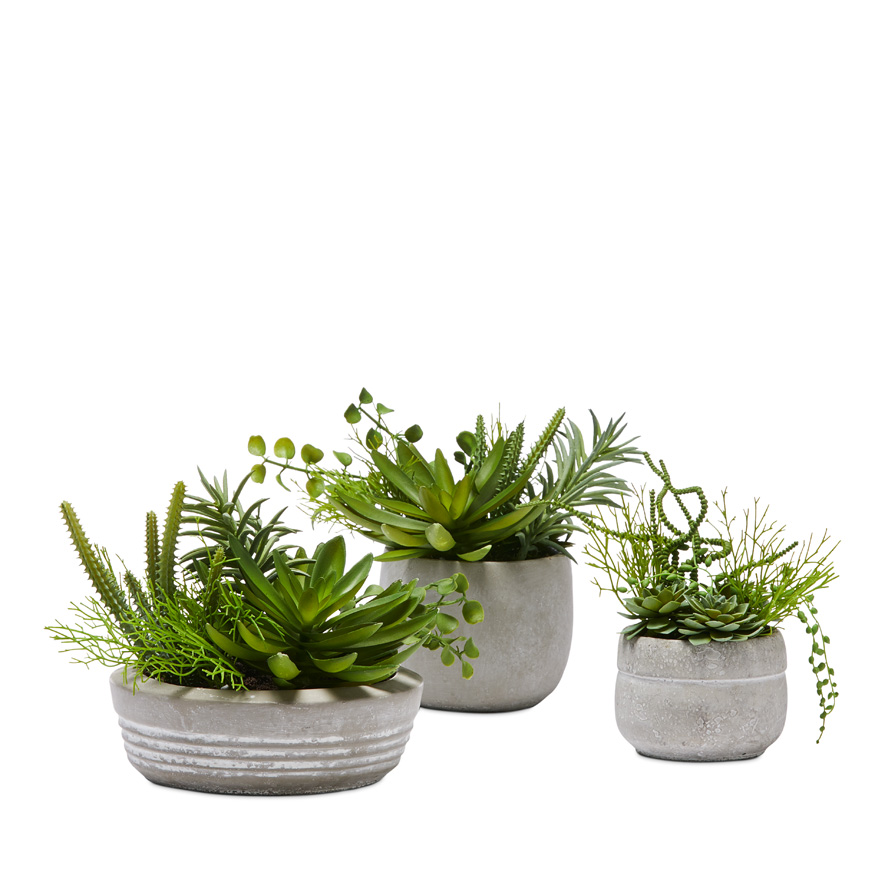 Isu Succulent Garden Spikey | Adairs