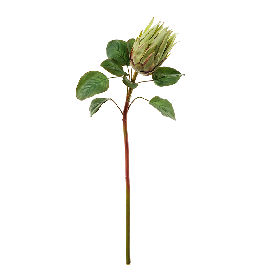 Mercer + Reid - Spring Stems Protea Flower Green | Adairs