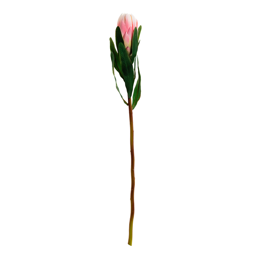 Spring Stems Princess Protea Bud Pink | Adairs