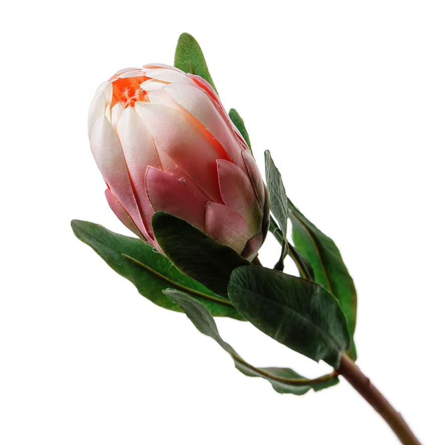 Spring Stems Princess Protea Bud Pink | Adairs