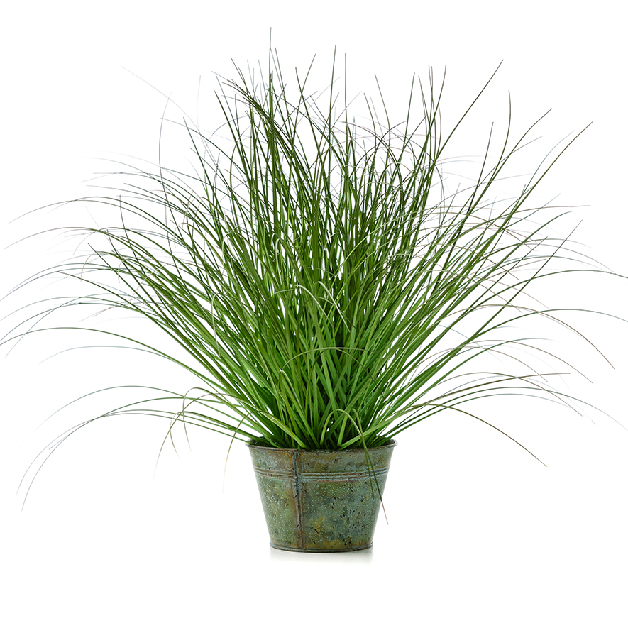 Mercer + Reid - Alberta Grass | Adairs