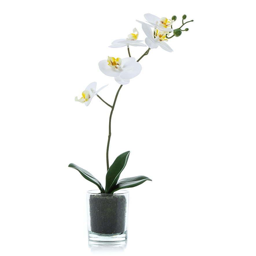 Mercer + Reid - Phalaenopsis Orchid Glass | Adairs
